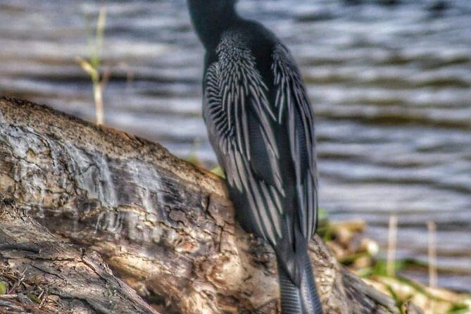 Bird Watching Tours - The Sum Up