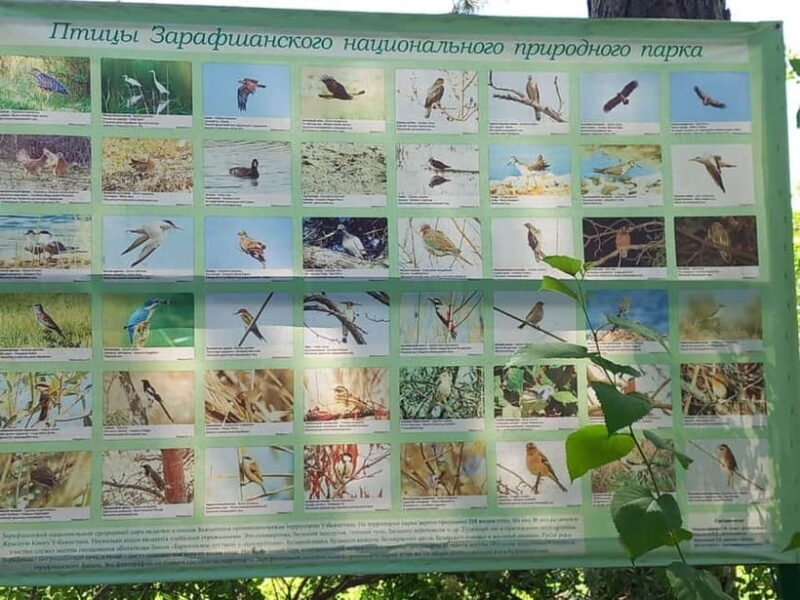 Bird Watching Tours in Samarkand - The Sum Up