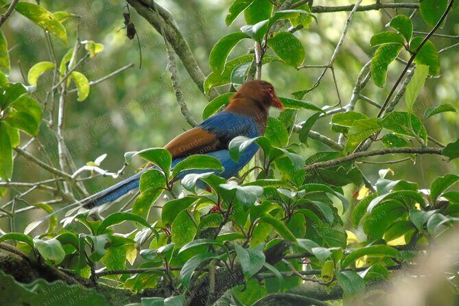 Bird Watching Tours in Sinharaja Rain Forest - Detailed Review of the Sinharaja Bird Watching Tour