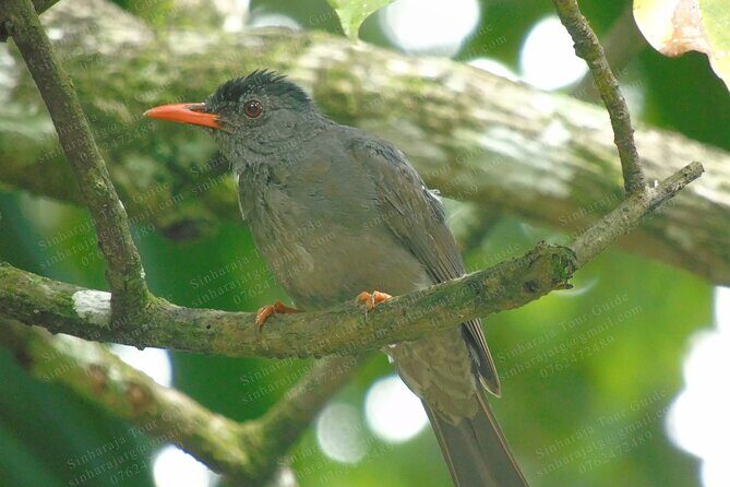 Bird Watching Tours in Sinharaja Rain Forest - The Sum Up