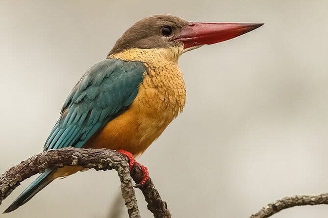 Bird Watching with Cannoning Tour in Chitwan National Park - Introduction: Why Consider This Tour?