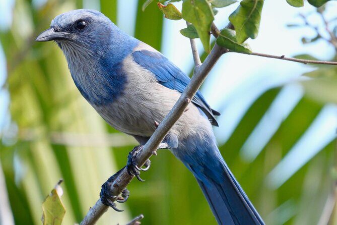 Birding and Wildlife Tour of Florida's Treasure Coast - Birding and Wildlife Tour of Floridas Treasure Coast