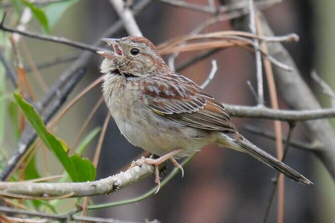 Birding and Wildlife Tour of Florida's Treasure Coast - An In-Depth Look at the Treasure Coast Birding and Wildlife Tour