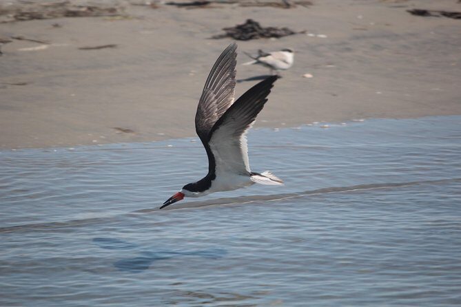 Birding By Boat on the Osprey - Introduction