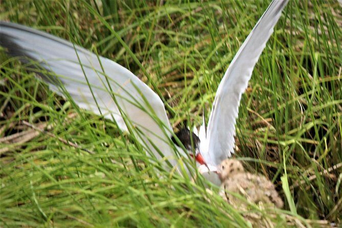 Birding By Boat on the Osprey - Key Points