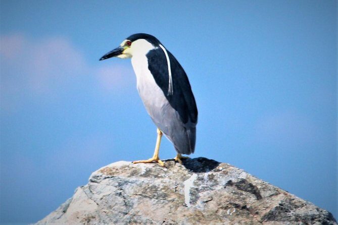 Birding By Boat on the Osprey - The Experience in Detail