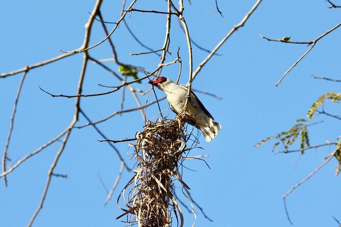 Birding for beginners - A Closer Look at the Birding Experience in Sayulita