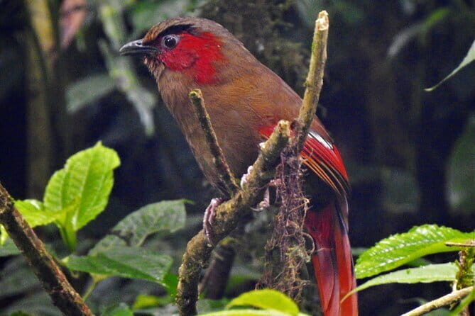 Birding Hike: Day Birdwatching in Kathmandu - What the Reviews Tell Us