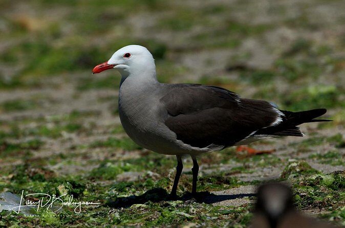 Birding Tour in La Paz Mexico - Introduction: What to Expect from the La Paz Birding Tour