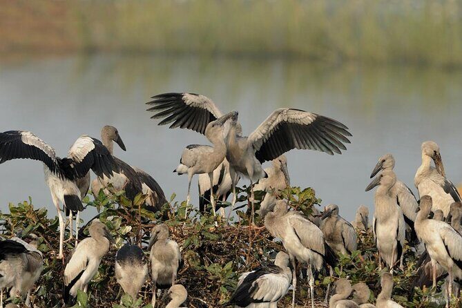 Birds & Beyond: Chennai to Pulicat Bird Sanctuary Day Tour - Key Points