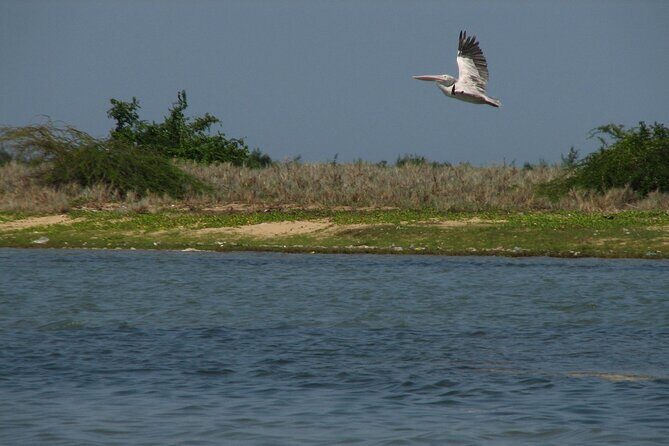 Birds & Beyond: Chennai to Pulicat Bird Sanctuary Day Tour - FAQ