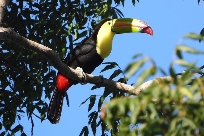 Birds of the Mayan World 1 - What To Expect During the Tour