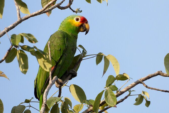Birds of the Mayan World 1 - The Sum Up
