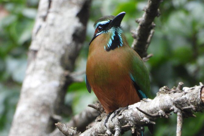 Birds of the Mayan World 1 - Frequently Asked Questions