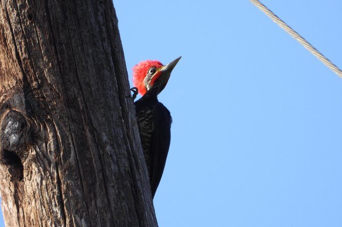 Birds of the Mayan World 2 / Route of the cenotes - Authentic Experiences & Reviews