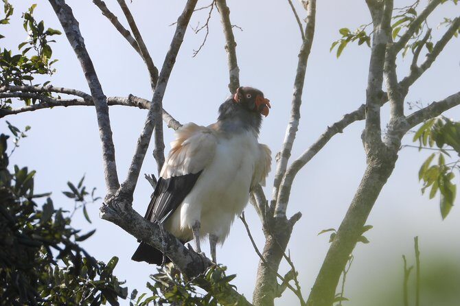 Birds of the Mayan World 2 / Route of the cenotes - Practical Details & Tips