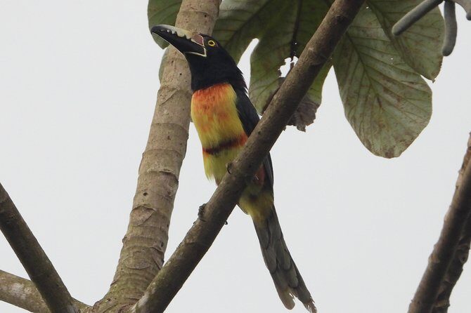 Birds of the Mayan World 2 / Route of the cenotes - The Sum Up