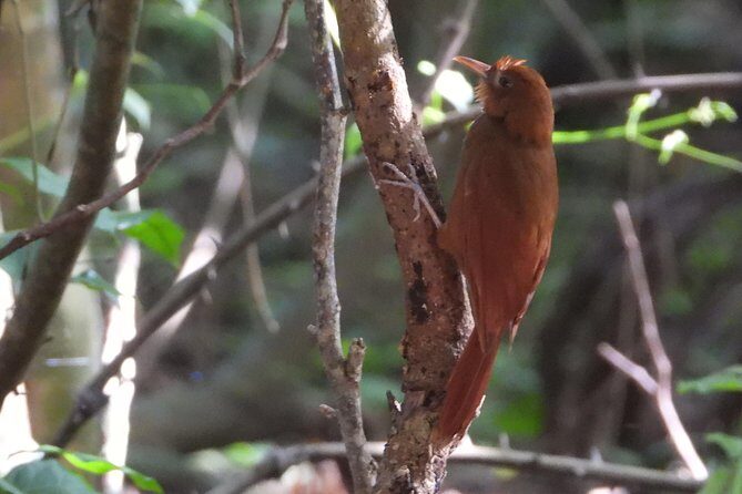Birds of the Mayan World 3 - The Cultural and Natural Significance of Muyil and Its Trails