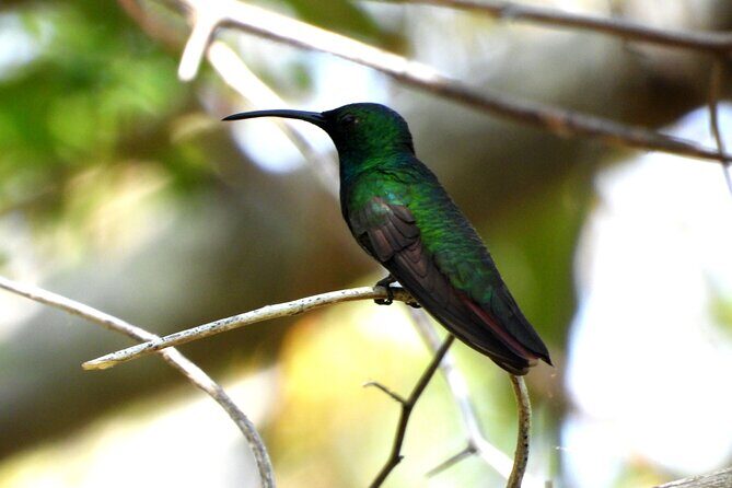 Birds of the Mayan World 3 - Booking and Cancellation Policy