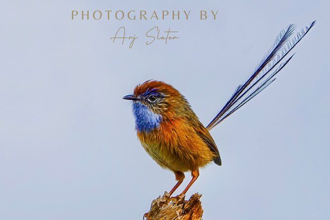 Birds of Yarnbala - Exploring Yarnbala: A Birdwatchers Paradise