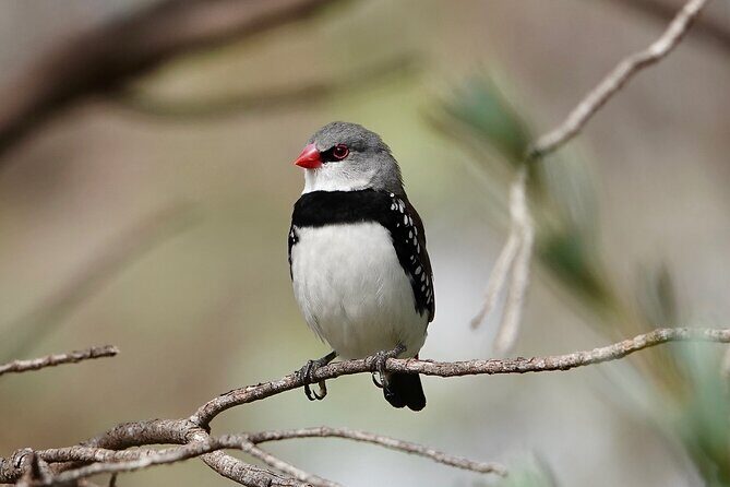 Birds of Yarnbala - Why This Tour Is Worth Considering