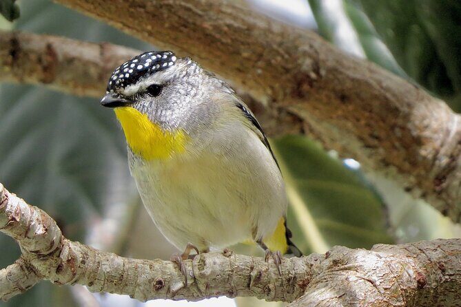 Birds of Yarnbala - Final Thoughts: Who Will Love This Experience?