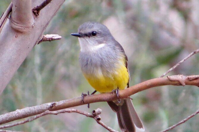 Birds of Yarnbala - FAQs