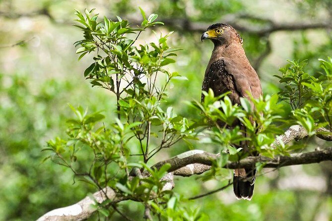Birds, Wildlife and Culture of Sri Lanka (11 Days) - What We Love About the Tour