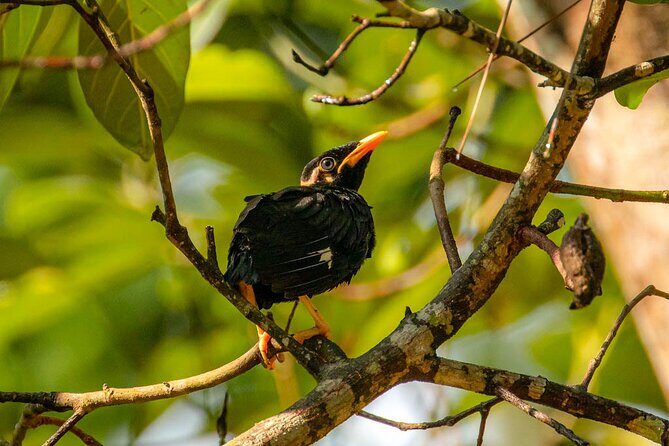 Birds, Wildlife and Culture of Sri Lanka (11 Days) - Final Thoughts: Is It Worth It?