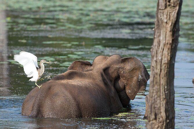 Birds, Wildlife and Culture of Sri Lanka (11 Days) - Frequently Asked Questions