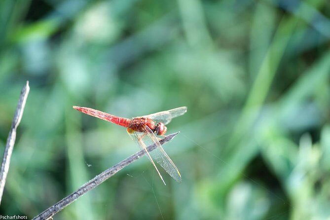 Birdwatching and Nature Walk of South Goa - What to Expect on the Tour