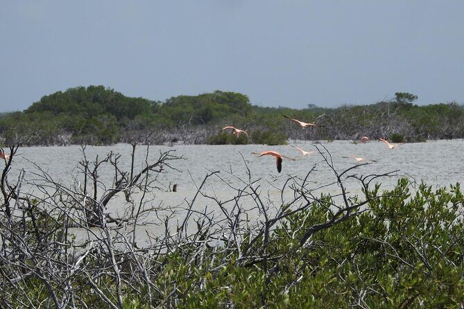 Birdwatching around Merida and coastline - Discovering the Natural and Cultural Landscape