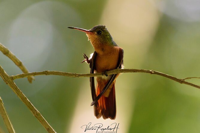 Birdwatching at The Mayan Cities with certified guide - An In-Depth Look at the Tour