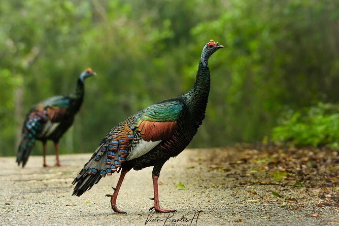 Birdwatching at The Mayan Cities with certified guide - Authentic Encounters and Genuine Value
