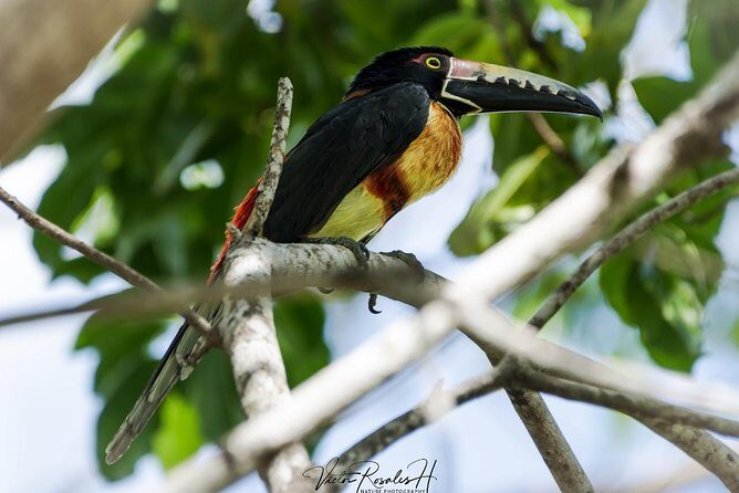 Birdwatching at The Mayan Cities with certified guide - Practical Tips and Considerations
