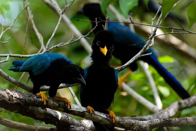 Birdwatching at The Mayan Cities with certified guide - Who This Tour Is Perfect For