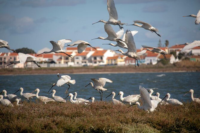 Birdwatching Boat Tour so close to Lisbon - Discovering the Tour: A Closer Look