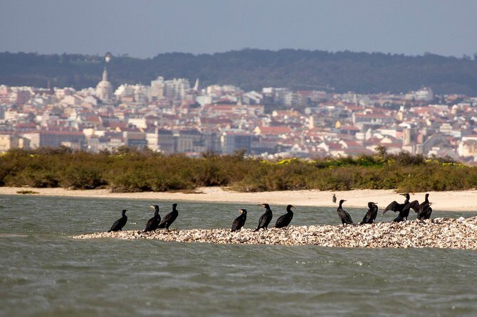 Birdwatching Boat Tour so close to Lisbon - FAQs