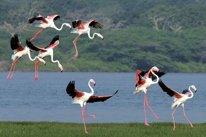 Birdwatching by Boat at Kalametiya Sanctuary - Introduction