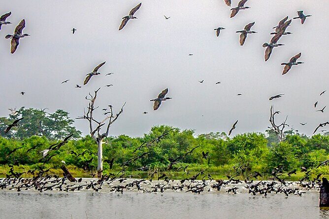 Birdwatching by Boat at Kalametiya Sanctuary - Key Points