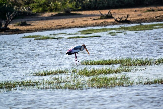 Birdwatching by Boat at Kalametiya Sanctuary - The Experience: What You Can Expect
