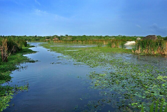 Birdwatching by Boat at Kalametiya Sanctuary - The Value of a Guided Boat Tour