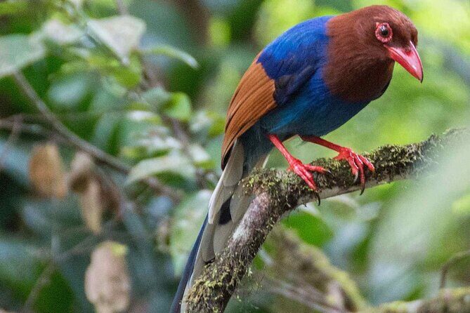 Birdwatching by Boat at Kalametiya Sanctuary - What to Keep in Mind