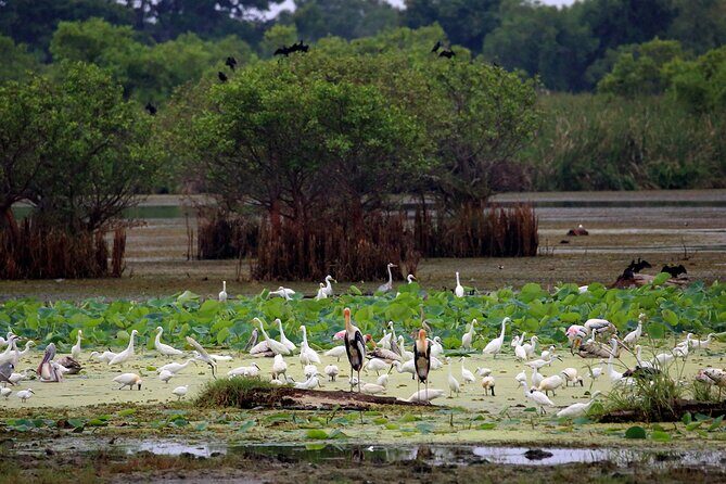 Birdwatching by Boat at Kalametiya Sanctuary - The Logistics: Booking, Timing, and Practicalities