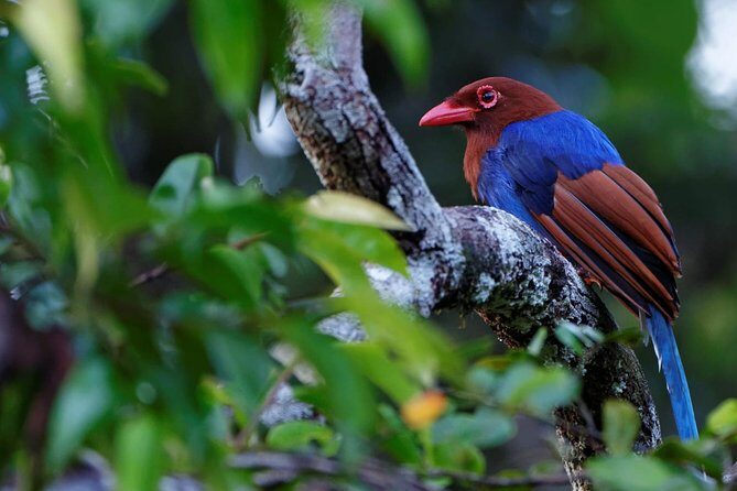 Birdwatching by Boat at Kalametiya Sanctuary - Who Will Love This Tour?