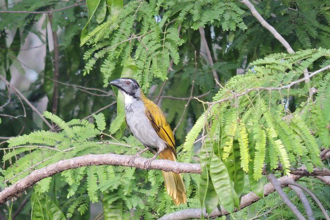 Birdwatching Cancun - Introduction