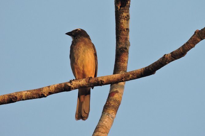 Birdwatching Cancun - The Experience: What to Expect