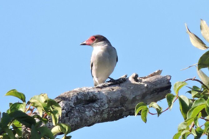 Birdwatching Cancun - Value and Cost Analysis