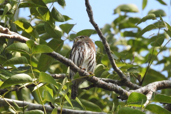 Birdwatching Cancun - Practical Tips for Travelers