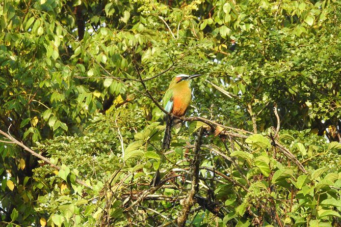 Birdwatching Cancun - The Sum Up